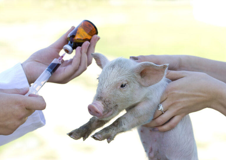 Pig Projects - veteconomics